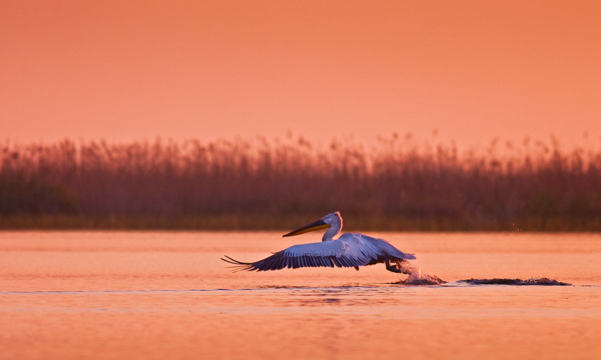 Pelecanus onocrotalus - Great white pelican - Rosapelikan - Pelicanul ...