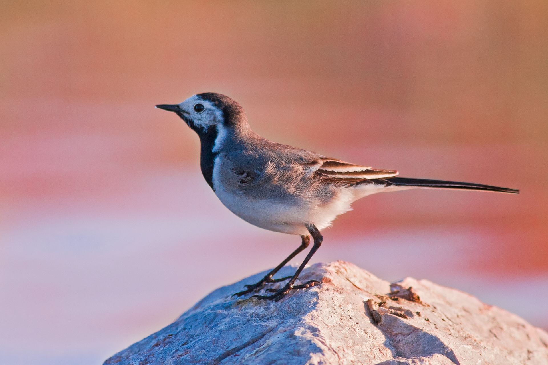 Motacilla alba - White wagtail - Bachstelze - Codobatura alba - Eduard ...