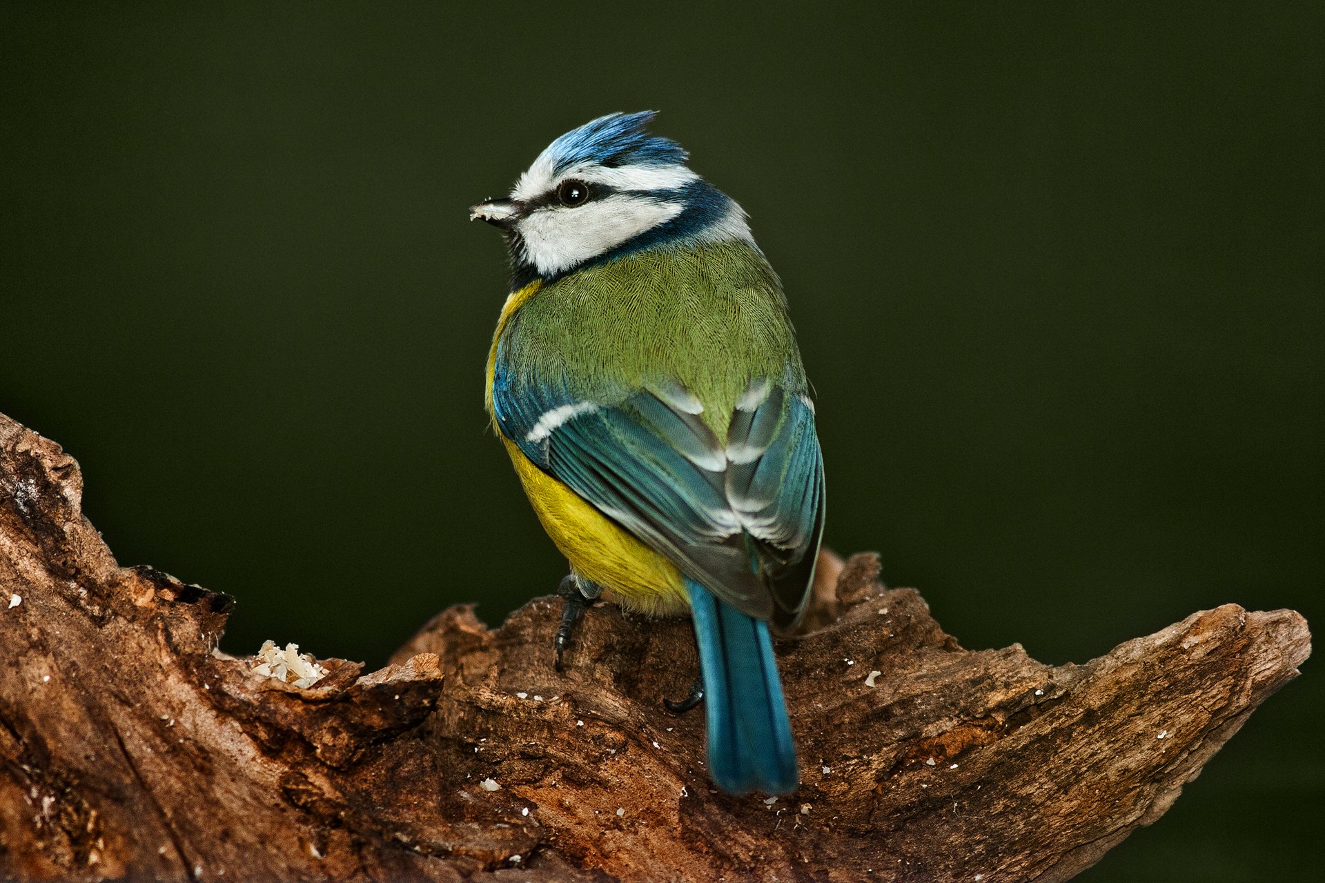 Parus caeruleus - Blue tit - Blaumeise - Pitigoi albastru - Eduard Baak ...